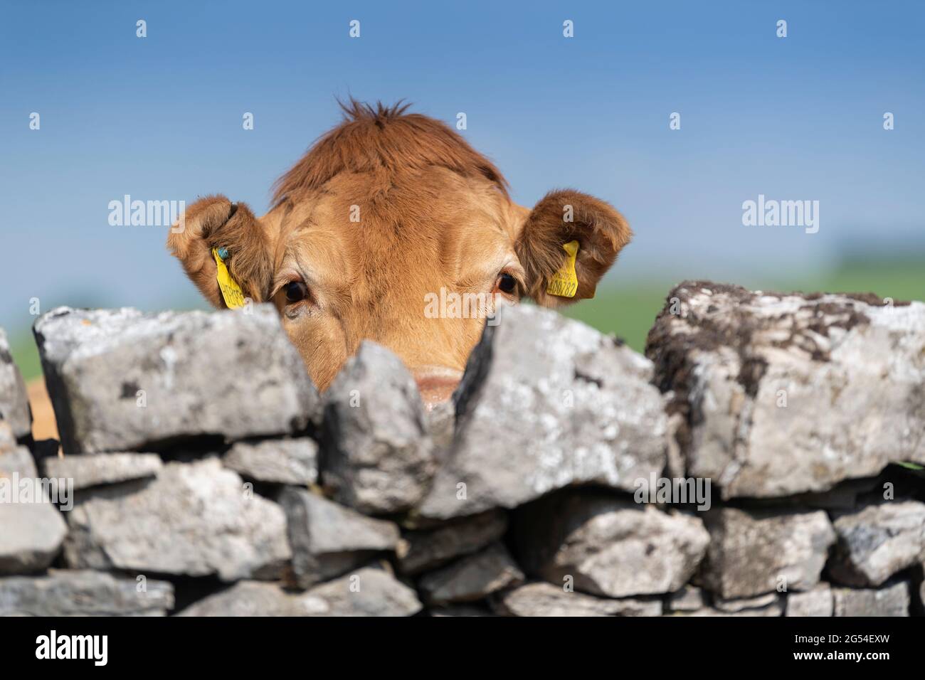 Cattle peering over wall hi-res stock photography and images - Alamy