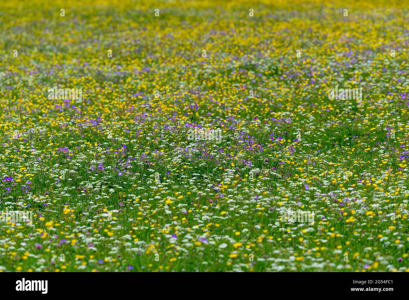 Wildflower meadows in Swaledale, full of colours and various different ...