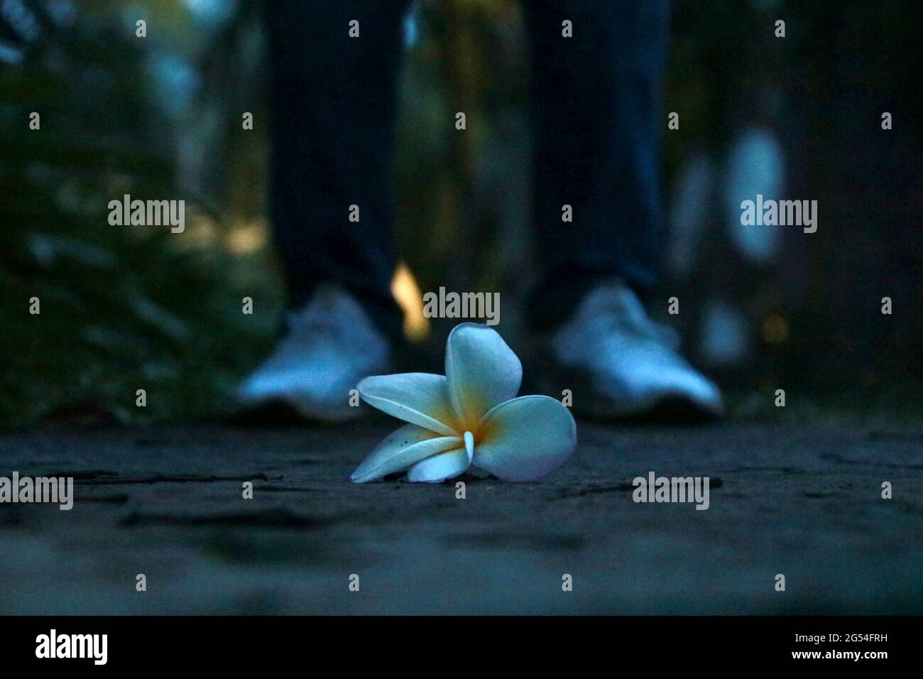 Samll flowers hi-res stock photography and images - Alamy