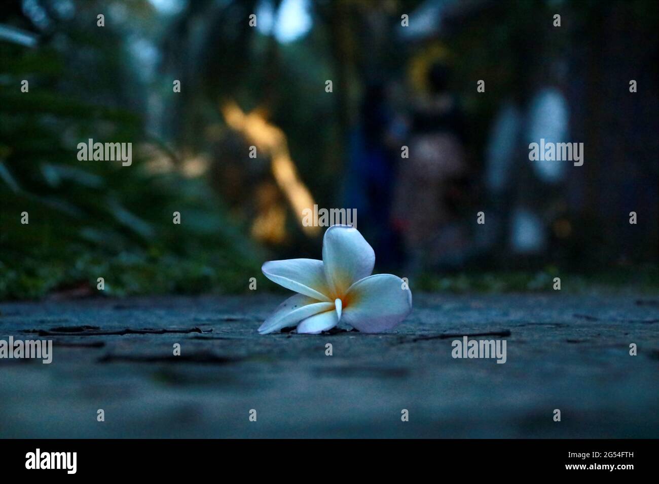 Kath golap flower hi-res stock photography and images - Alamy