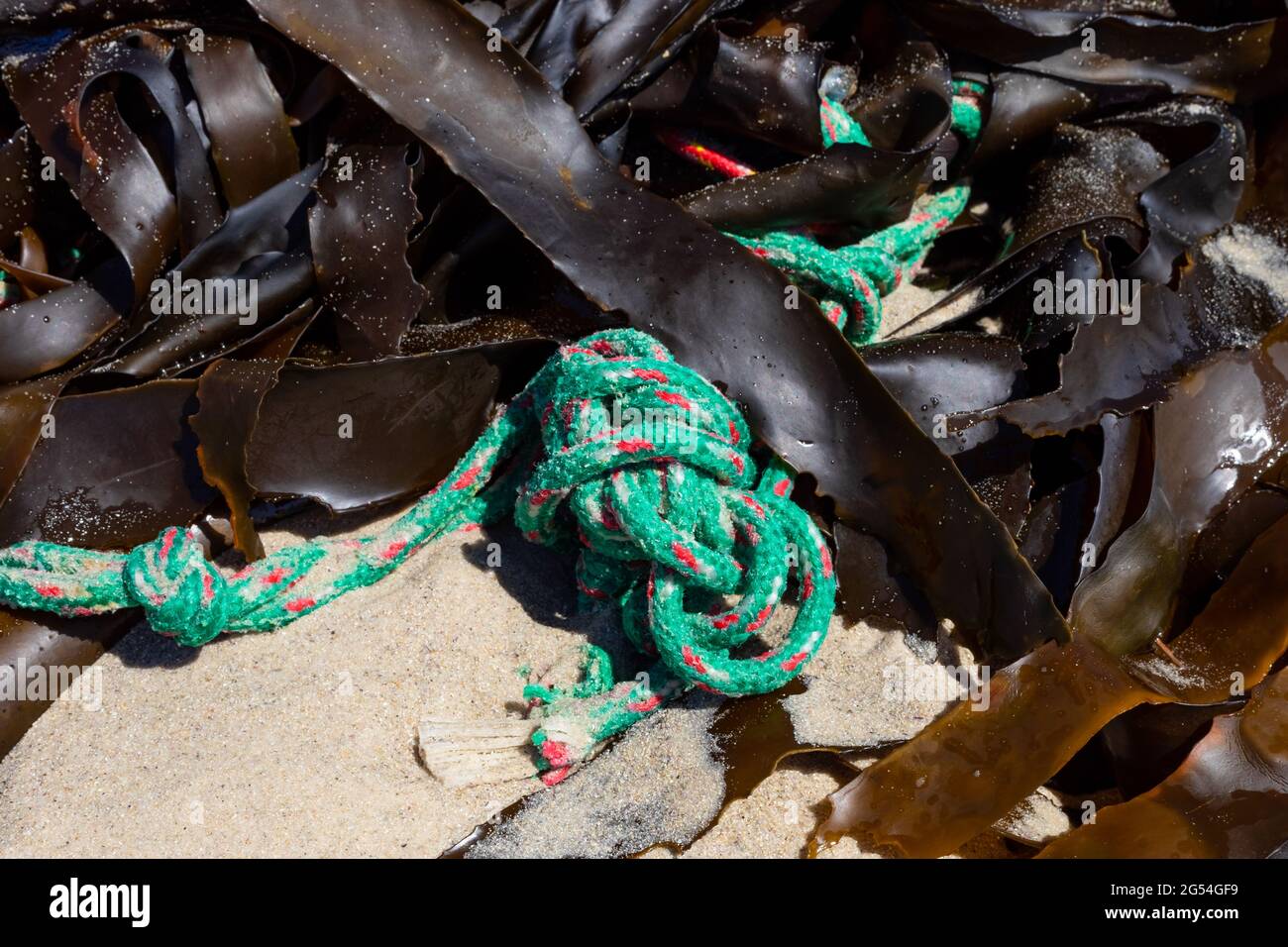 close up of washed up trash flotsam on sandy beach among seaweed Stock ...