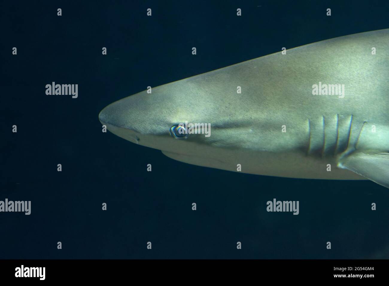 Shark Lamna in close view underwater Stock Photo - Alamy