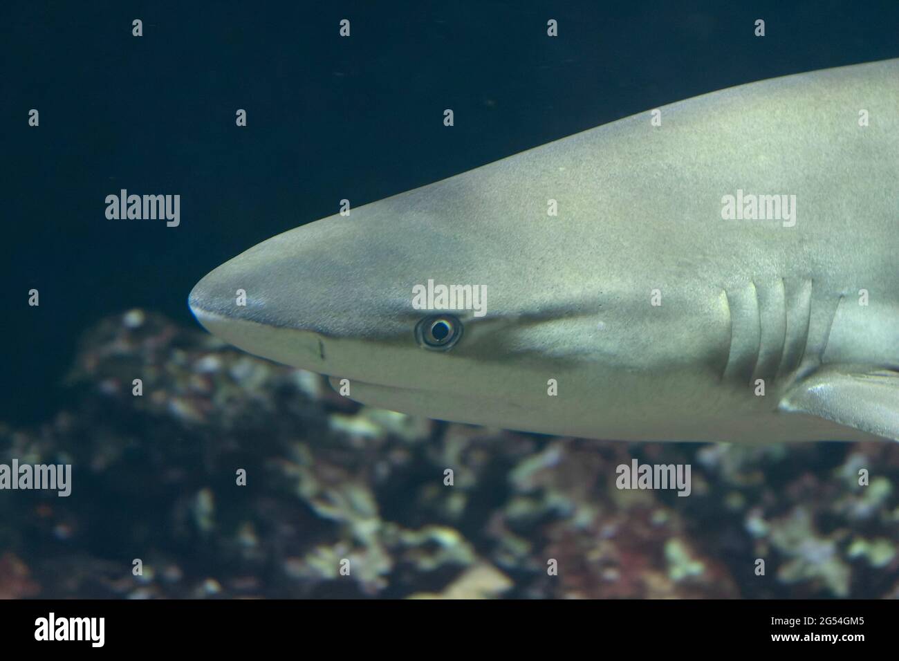 Lamna shark hi-res stock photography and images - Alamy