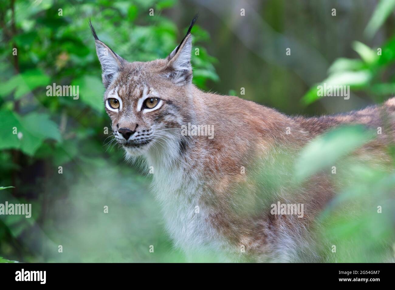 Female bobcat hi-res stock photography and images - Alamy