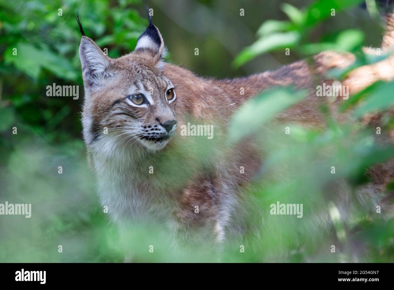 Female bobcat hi-res stock photography and images - Alamy
