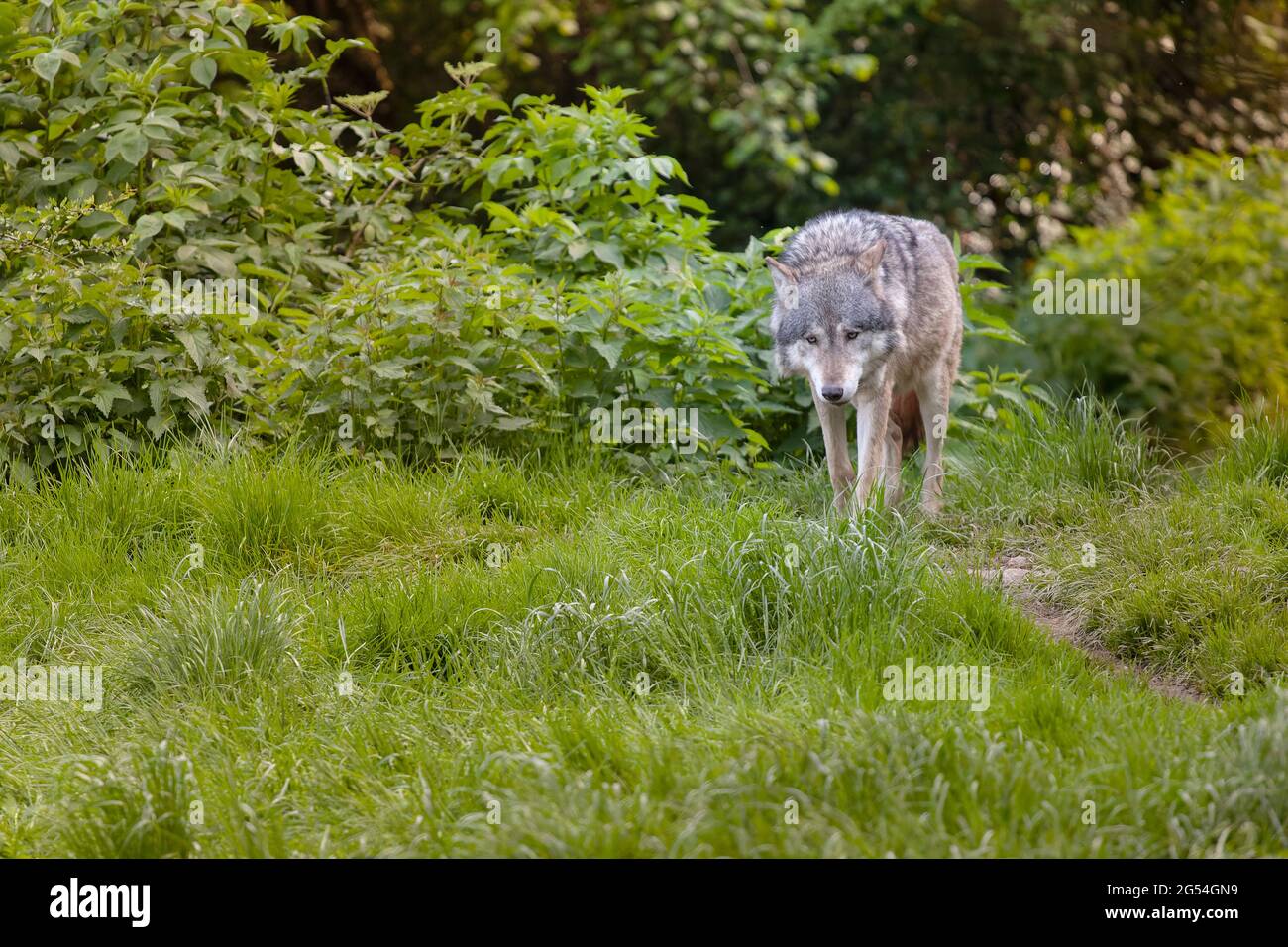 Common grey Wold Canis lupus in close view Stock Photo - Alamy