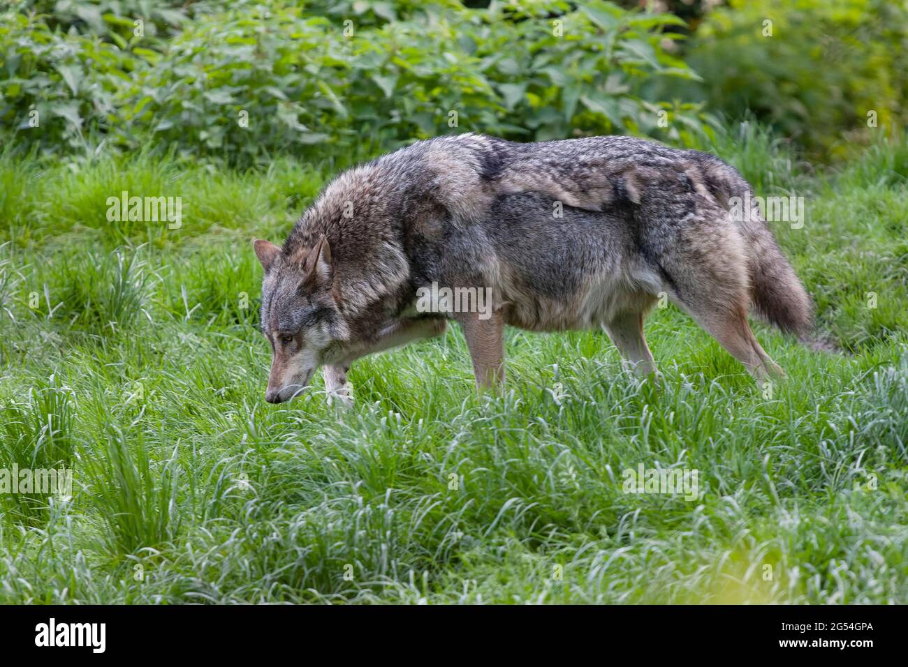 Common grey Wold Canis lupus in close view Stock Photo - Alamy