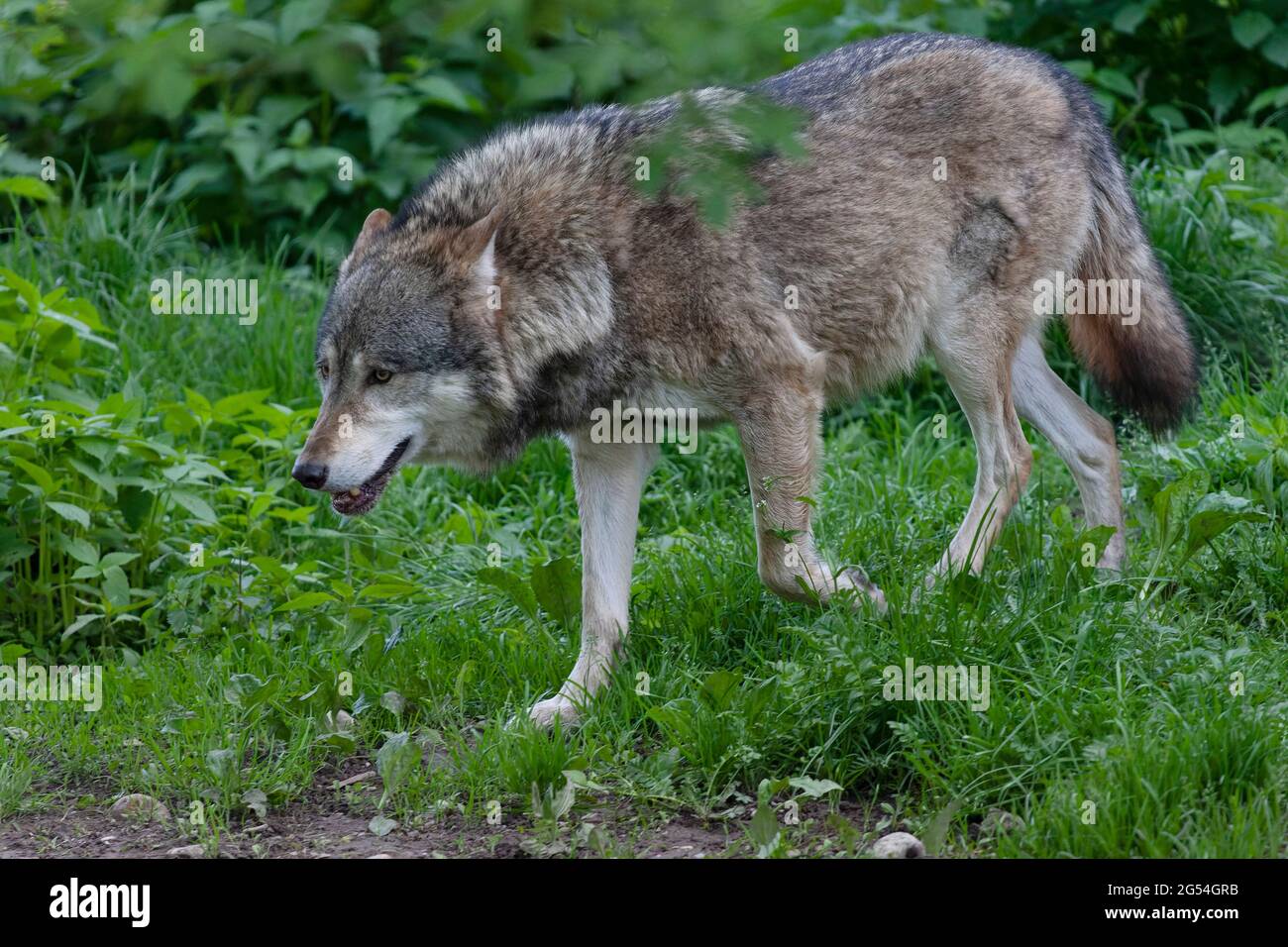 Grey wolf canis lupus howling forest hi-res stock photography and ...