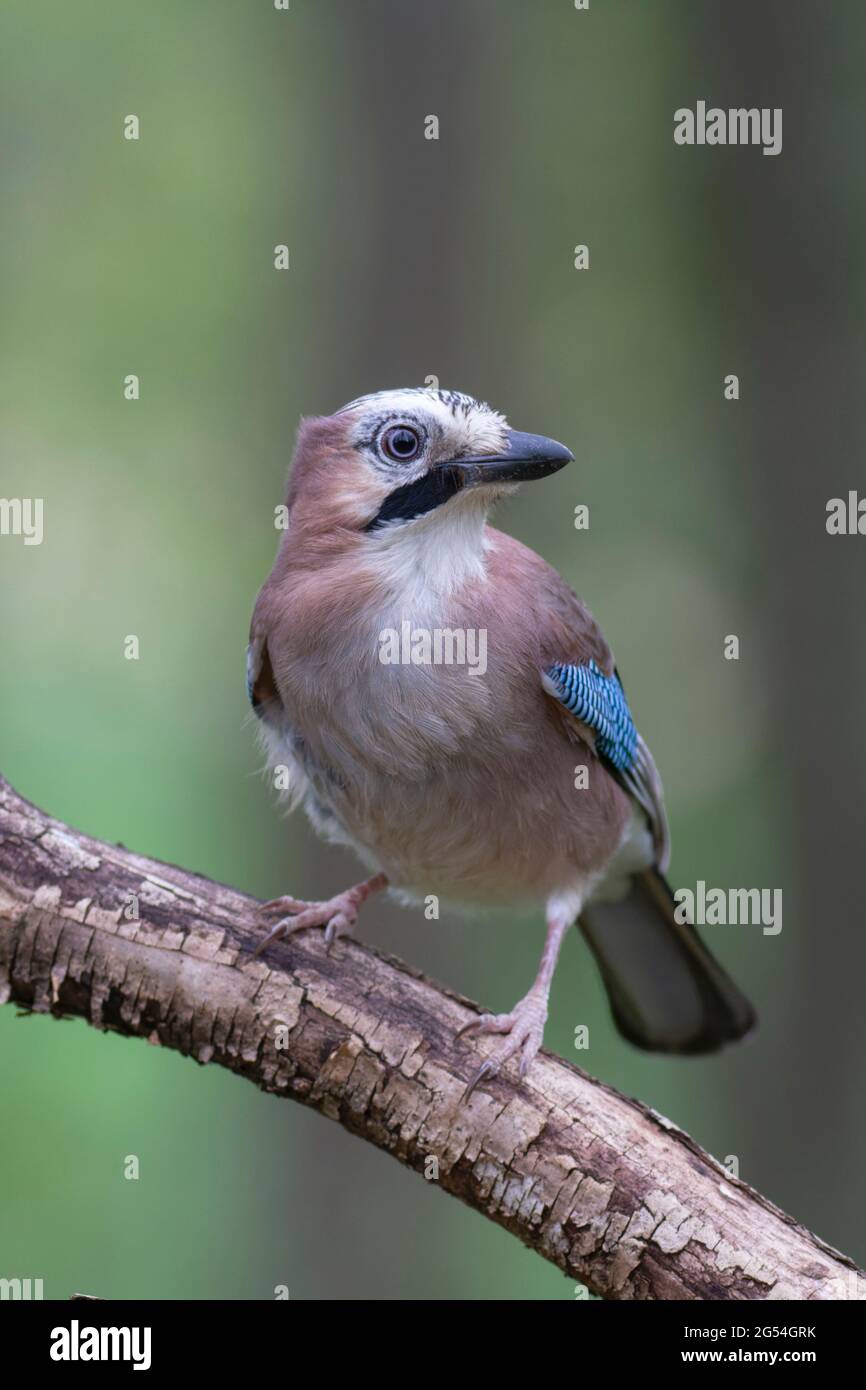 Eurasian jay flying hi-res stock photography and images - Alamy