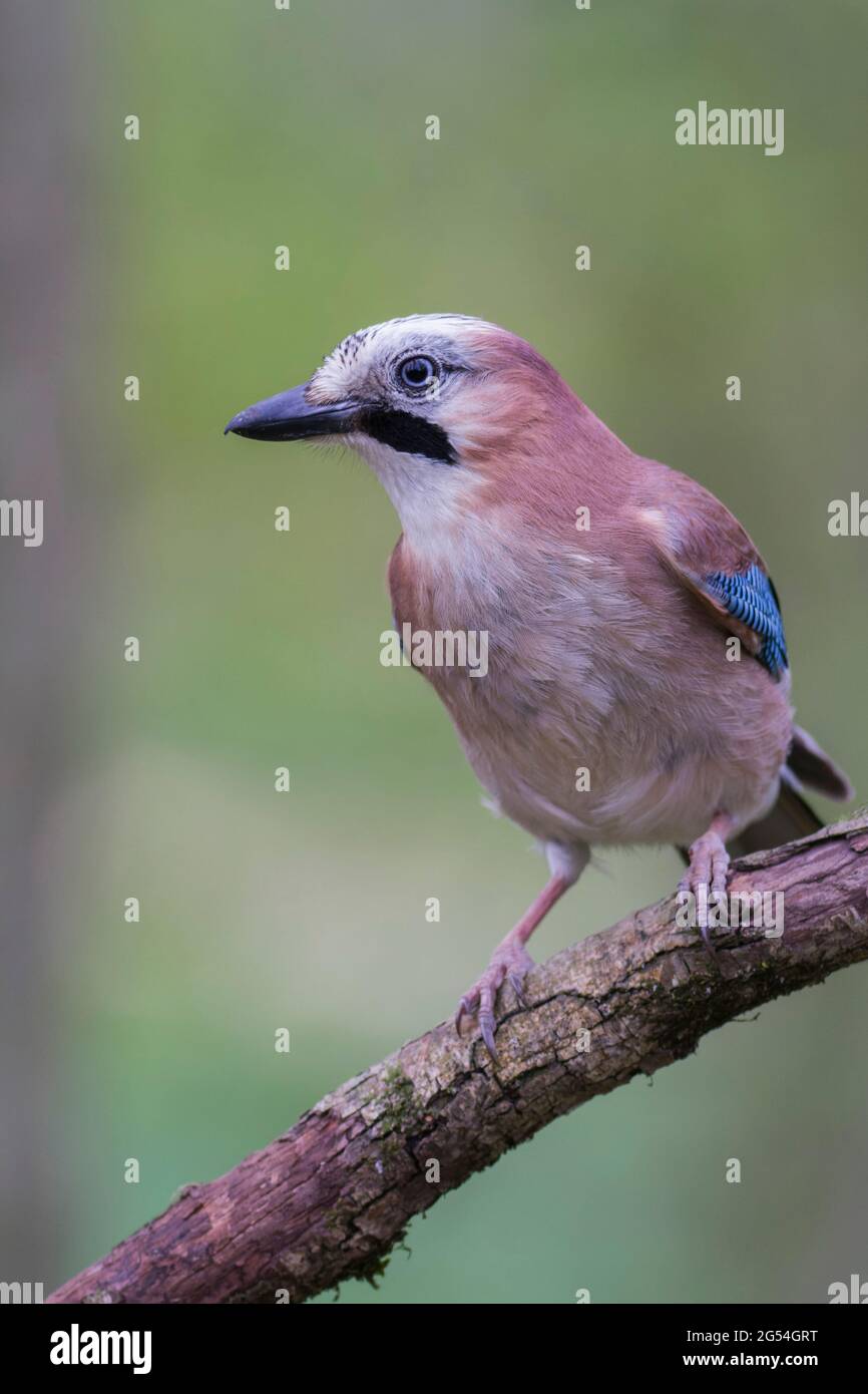 Eurasian jay flying hi-res stock photography and images - Alamy