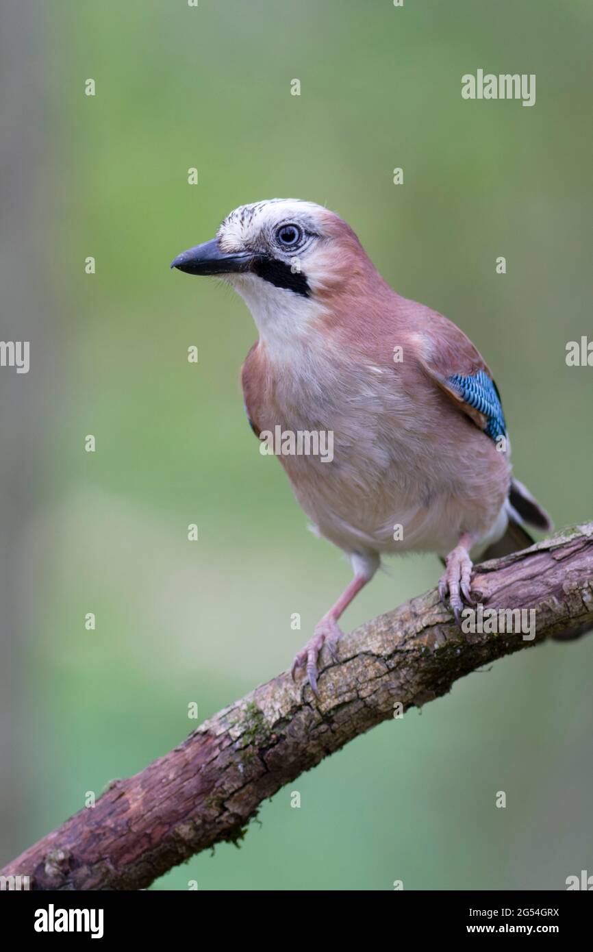 European Jay Garrulus glandarius sitting on a branch Stock Photo - Alamy