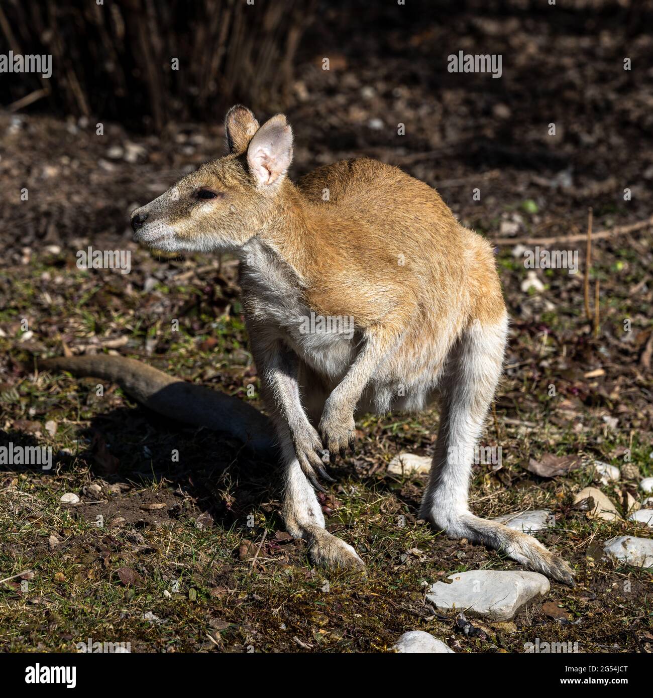The agile wallaby, Macropus agilis also known as the sandy wallaby is a ...