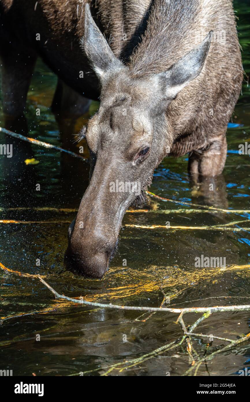 European Moose, Alces alces, also known as the elk. Wild life animal ...