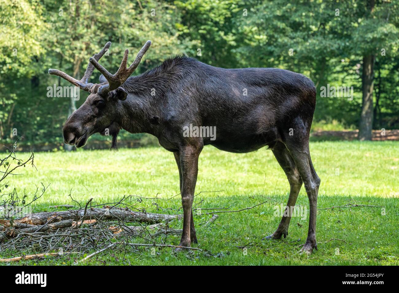 European Moose, Alces alces, also known as the elk. Wild life animal ...