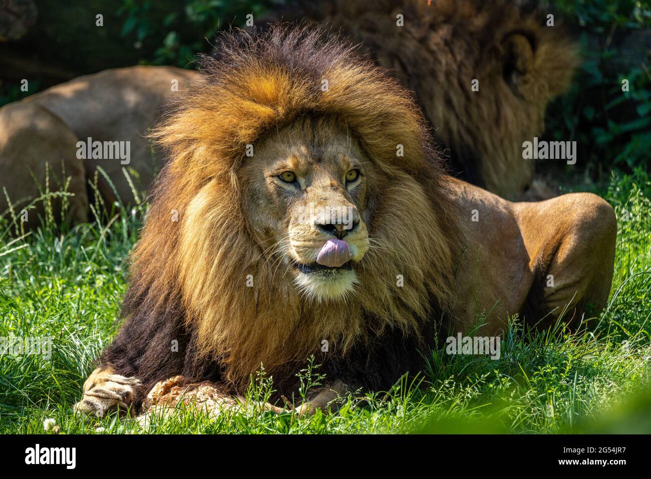 The lion, Panthera leo is one of the four big cats in the genus ...