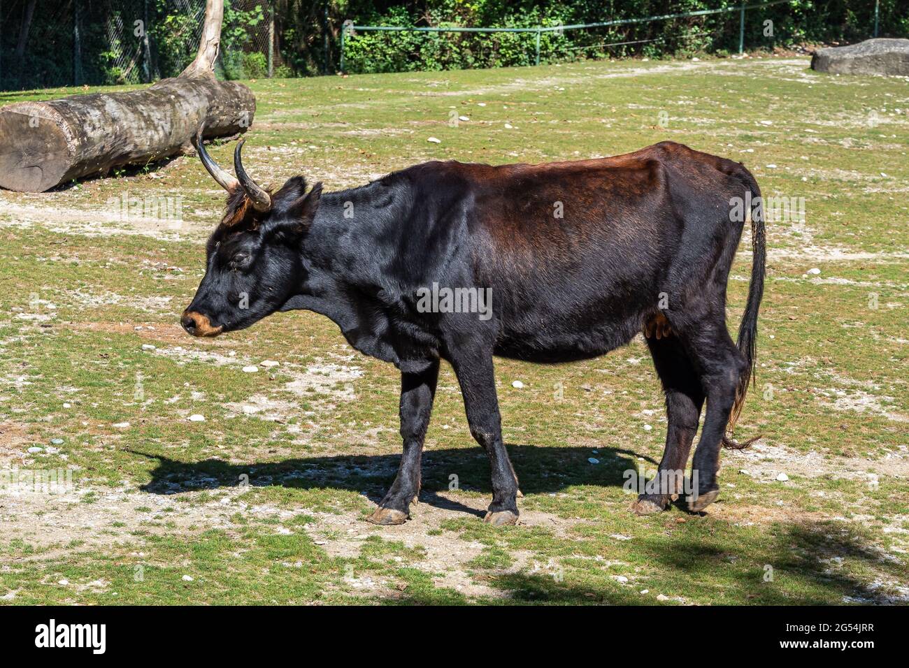 Aurochs urus bos primigenius bull hi-res stock photography and images ...