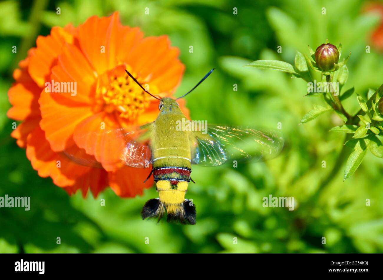 Moth on a flower hi-res stock photography and images - Alamy