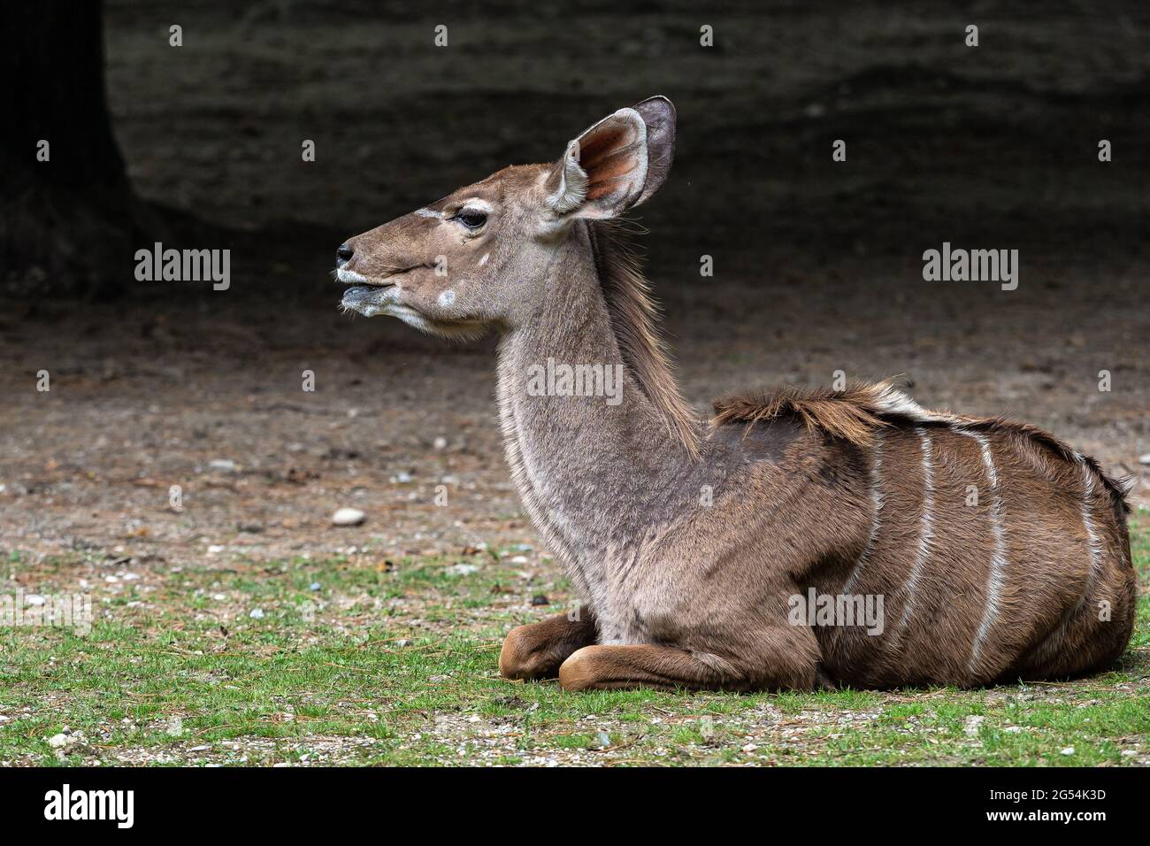 The common eland, Taurotragus oryx also known as the southern eland or ...