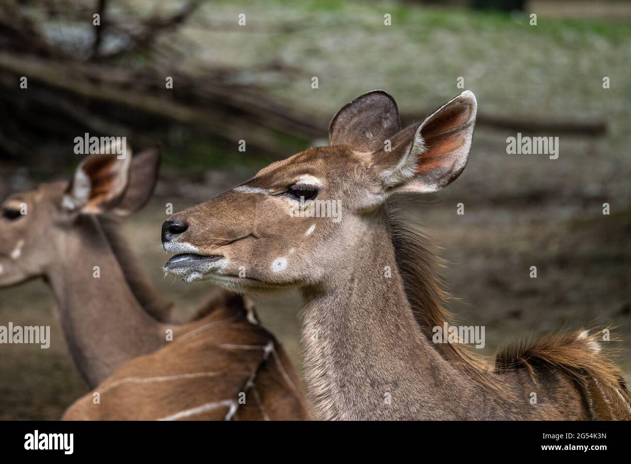 The common eland, Taurotragus oryx also known as the southern eland or ...