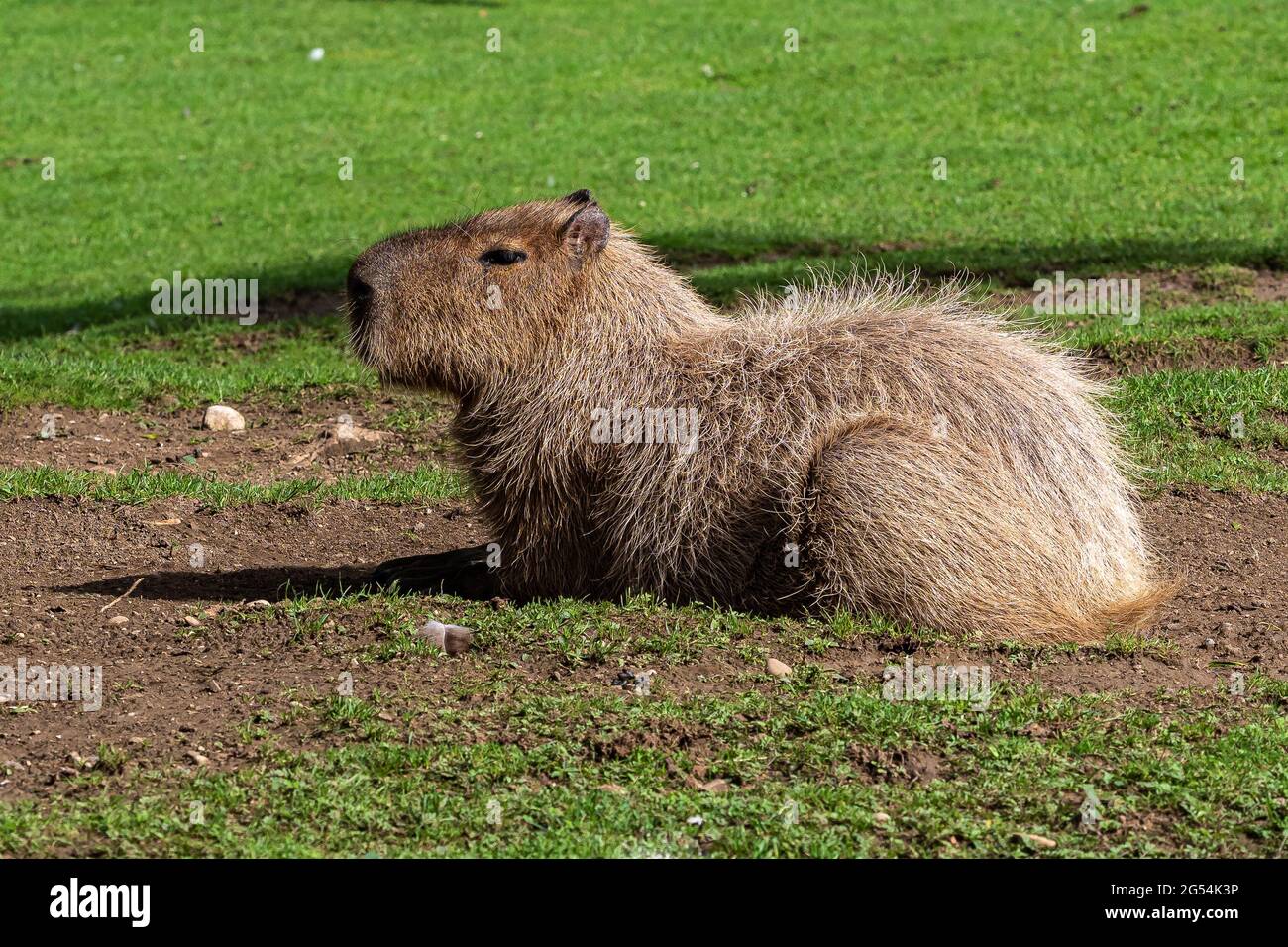 The capybara, Hydrochoerus hydrochaeris is a mammal native to South ...