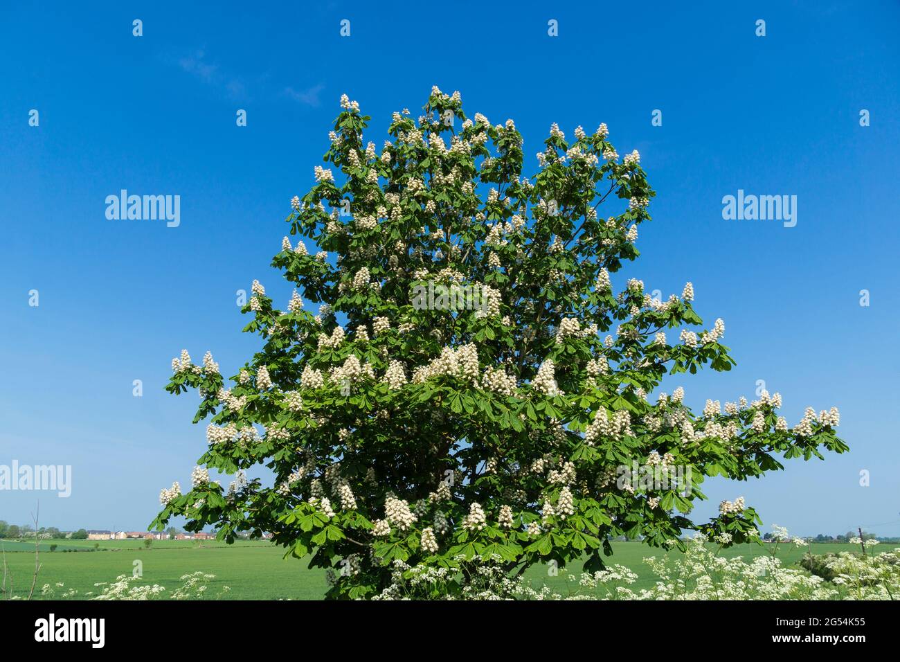 Aesculus hippocastanum horse chestnut tree hi-res stock photography and ...
