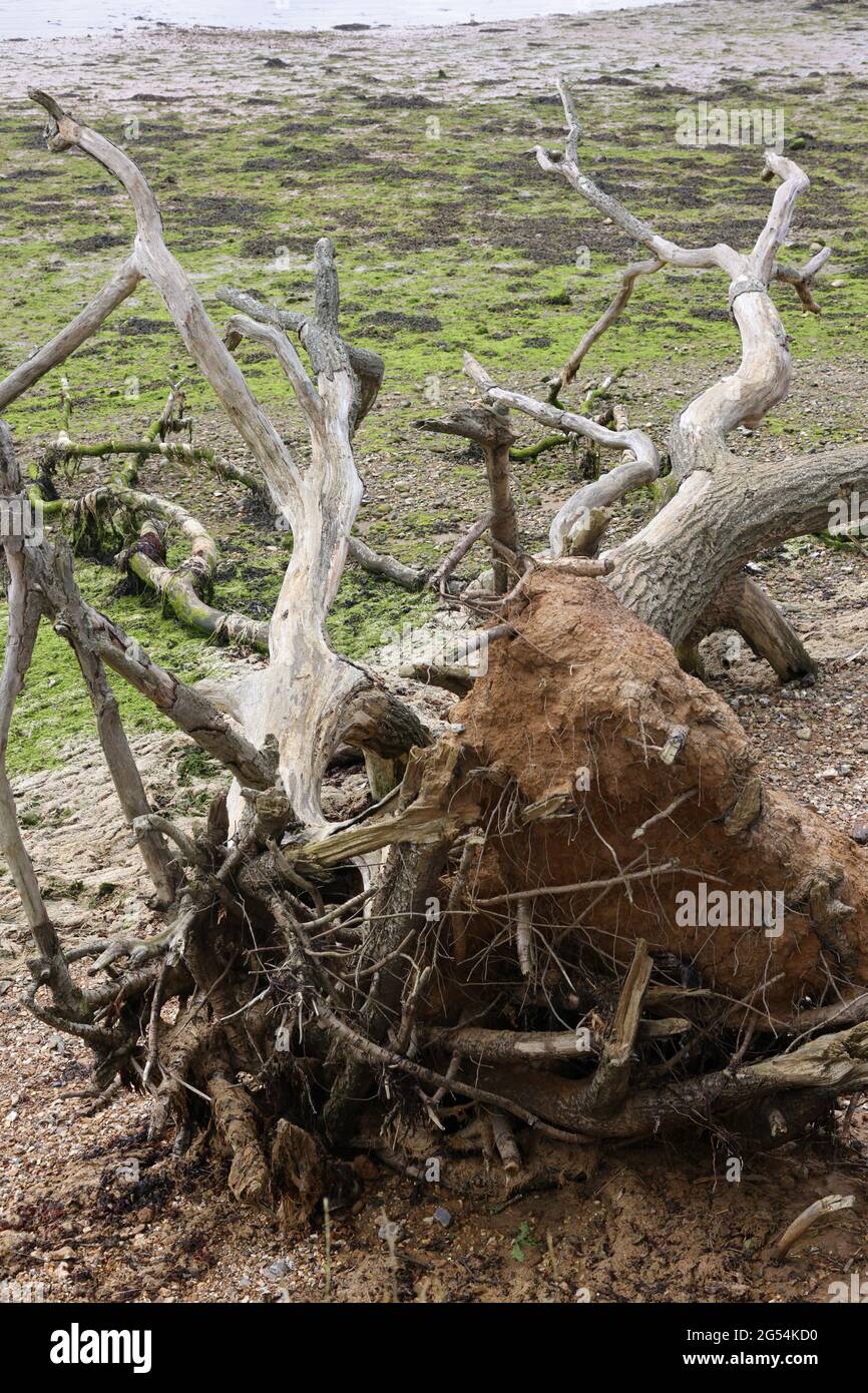 Uprooted tree seen in the UK Stock Photo - Alamy