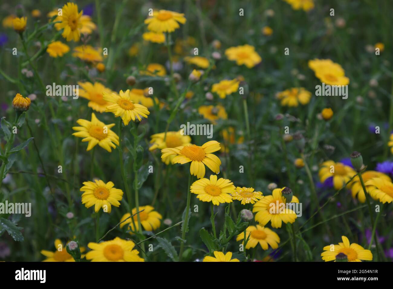 Corn marigolds seen in a wildflower meadow in the UK Stock Photo - Alamy