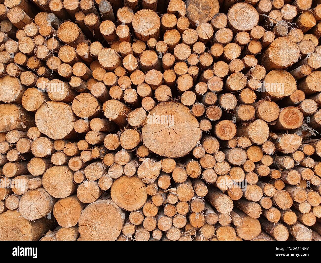 Trunks leaf hi-res stock photography and images - Alamy