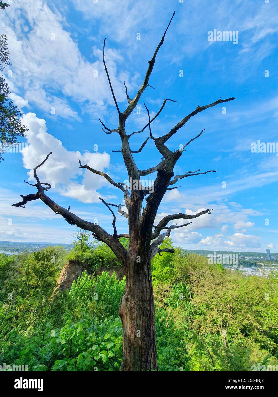 Dead branch hi-res stock photography and images - Alamy