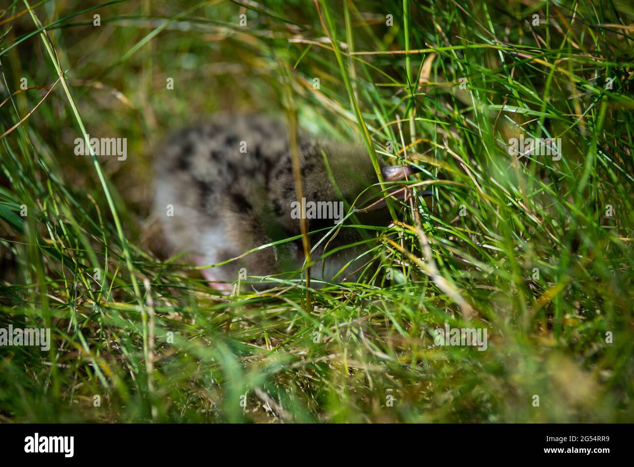 baby seagull chick hiding among the green grass Stock Photo - Alamy