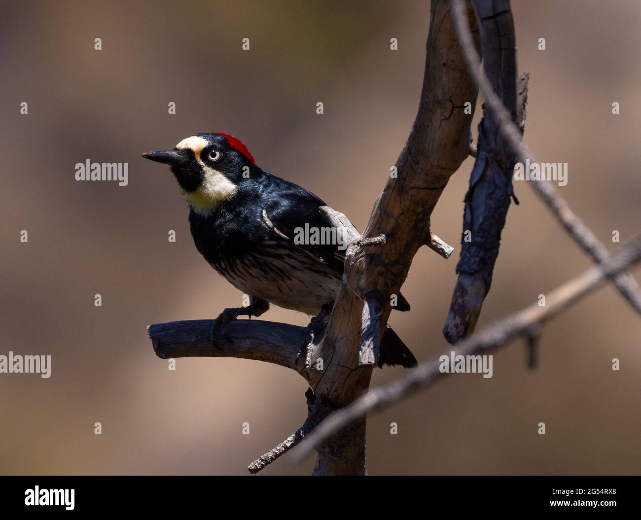 Acorn woodpecker hi-res stock photography and images - Alamy