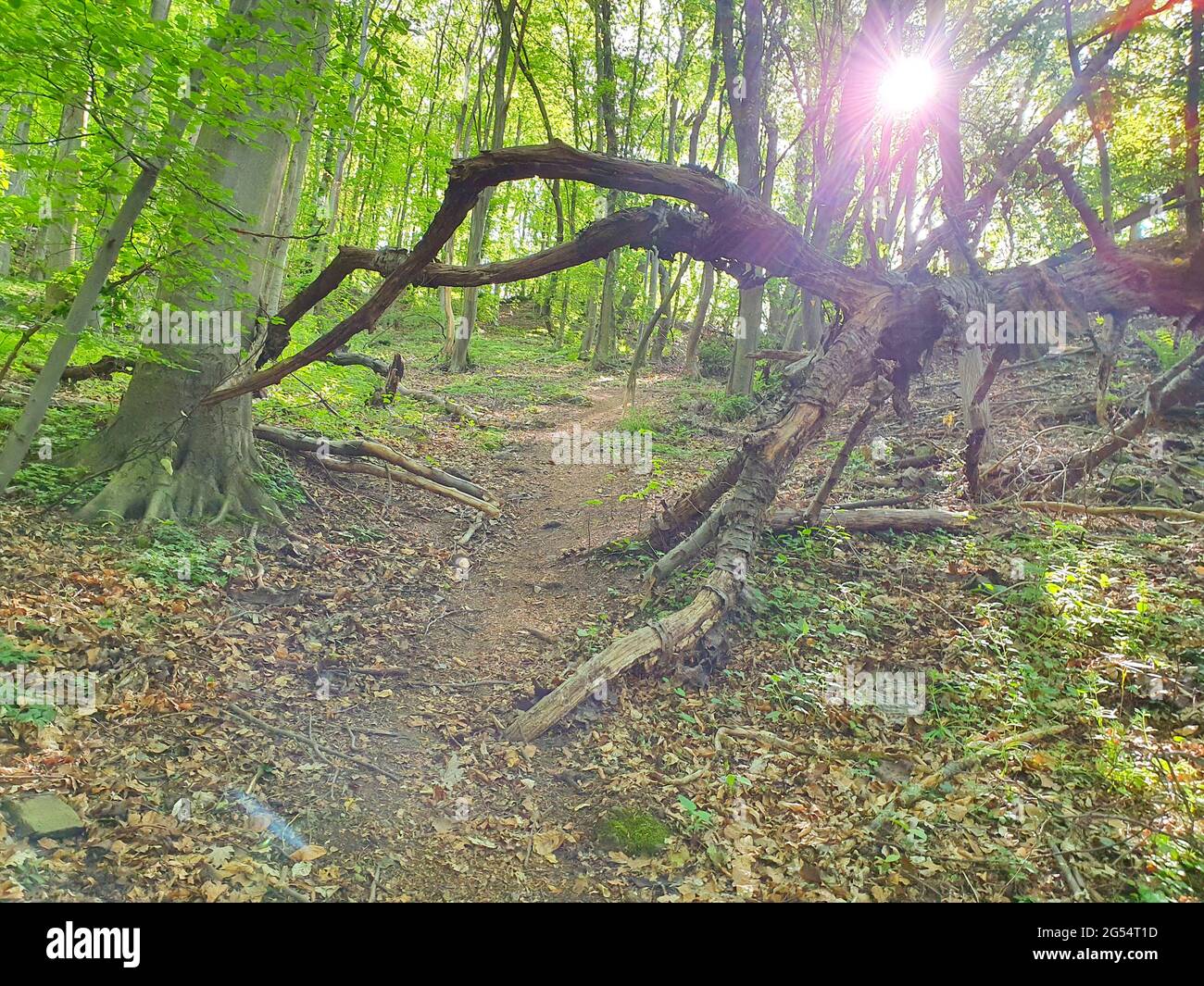 Dead Tree in the forest get shine by the sunlight Stock Photo - Alamy