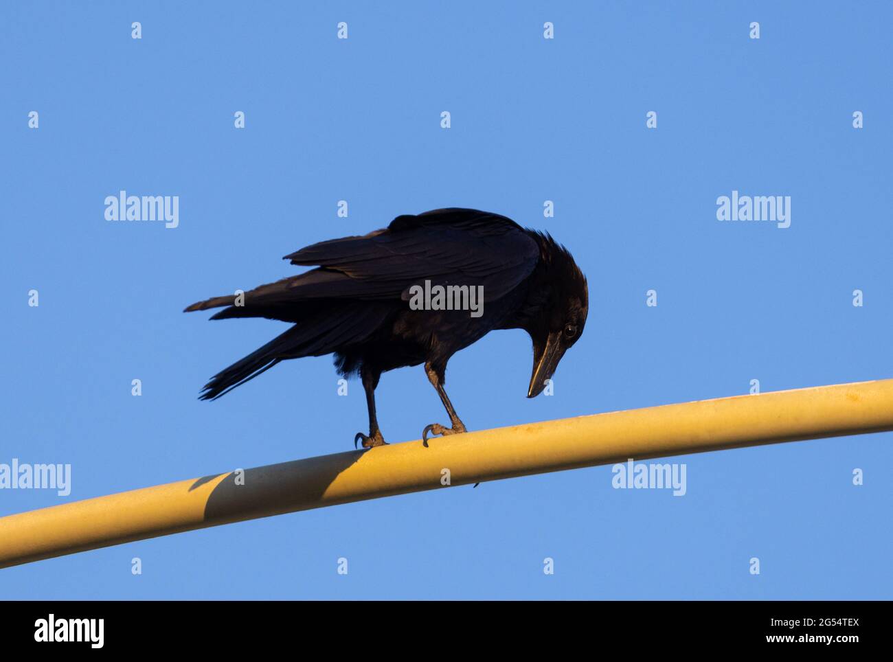 Smartest birds hi-res stock photography and images - Alamy