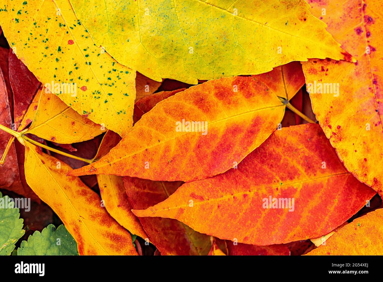 a close up autumn golden color leaf texture, the leaves shape structure ...