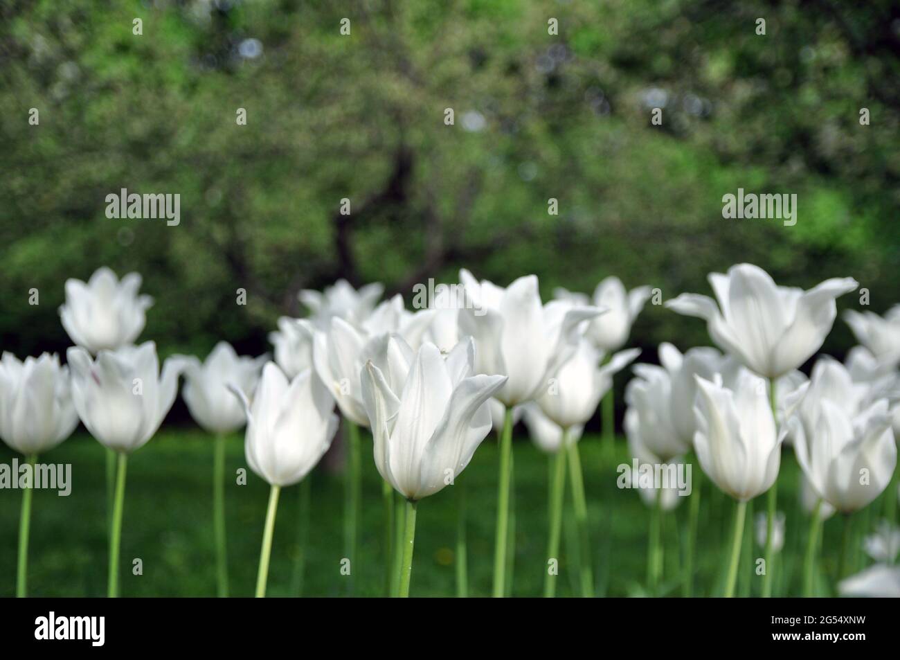 White tulip flowers. Tulips blooming in the field. Spring Stock Photo ...