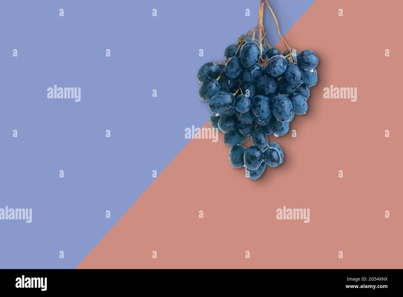 a bunch of fresh blue bunch of grapes isolated on white background ...