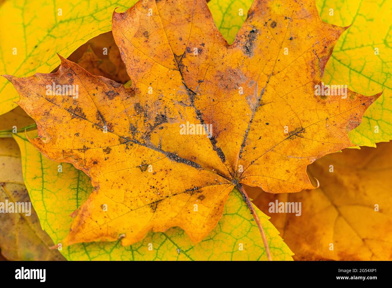 a close up autumn golden color leaf texture, the leaves shape structure ...