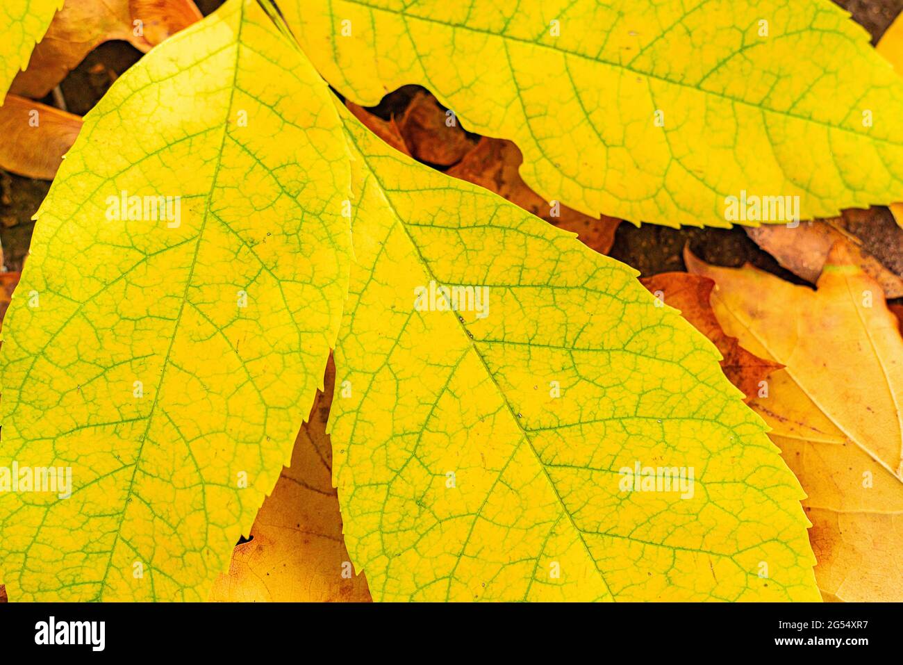 a close up autumn golden color leaf texture, the leaves shape structure ...