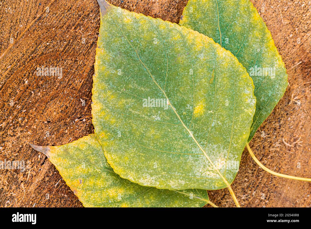 a close up autumn golden color leaf texture, the leaves shape structure ...