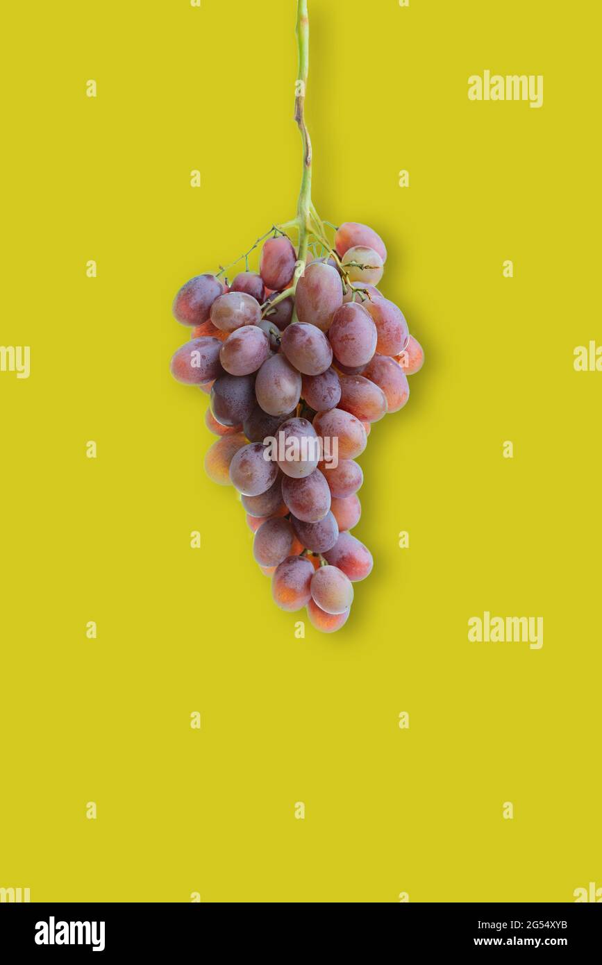 a bunch of fresh blue bunch of grapes isolated on white background ...