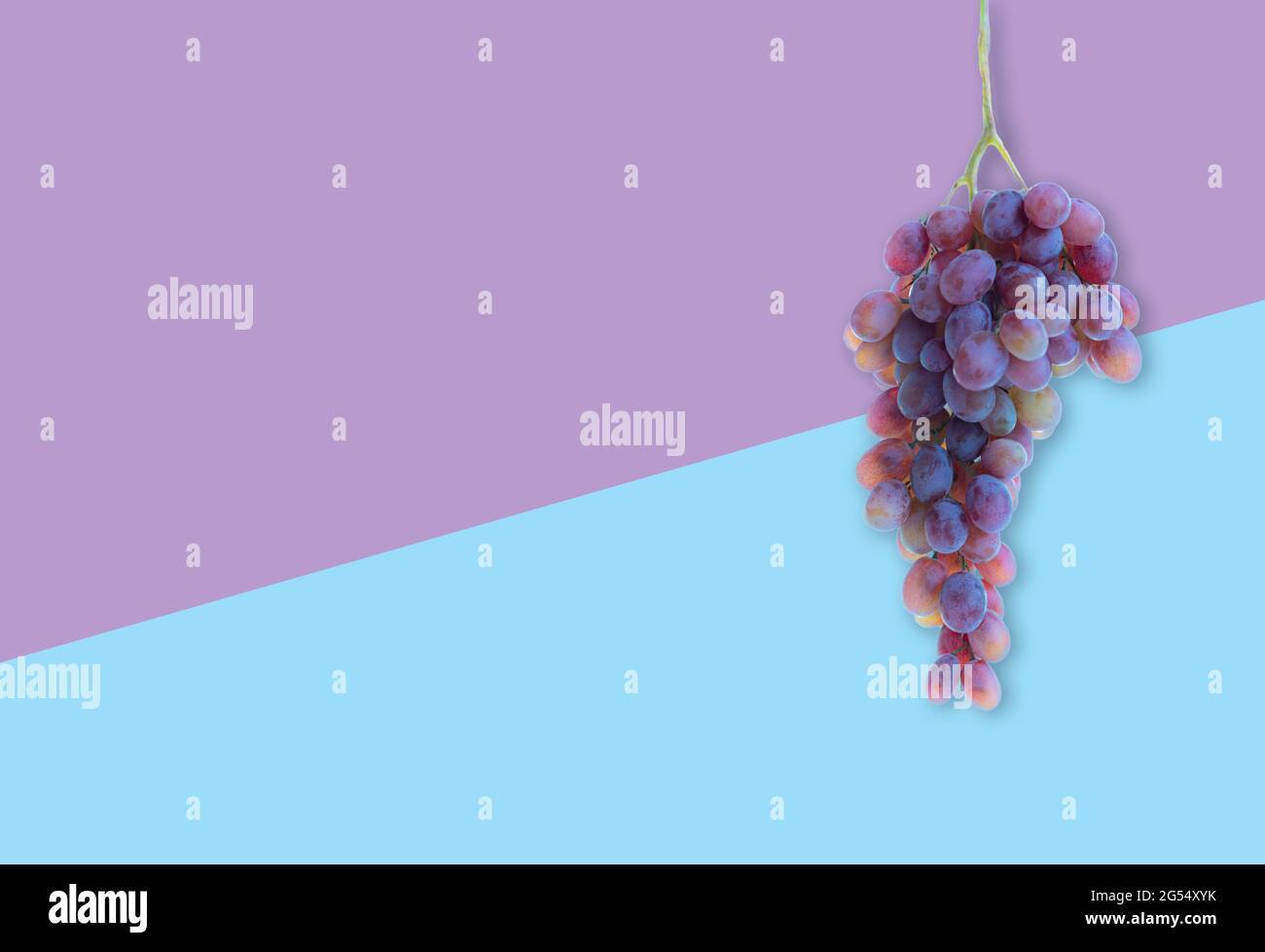 a bunch of fresh blue bunch of grapes isolated on white background ...