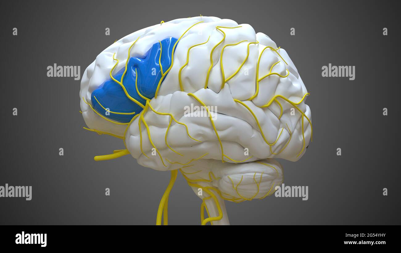 Brain inferior frontal gyrus Anatomy For Medical Concept 3D ...