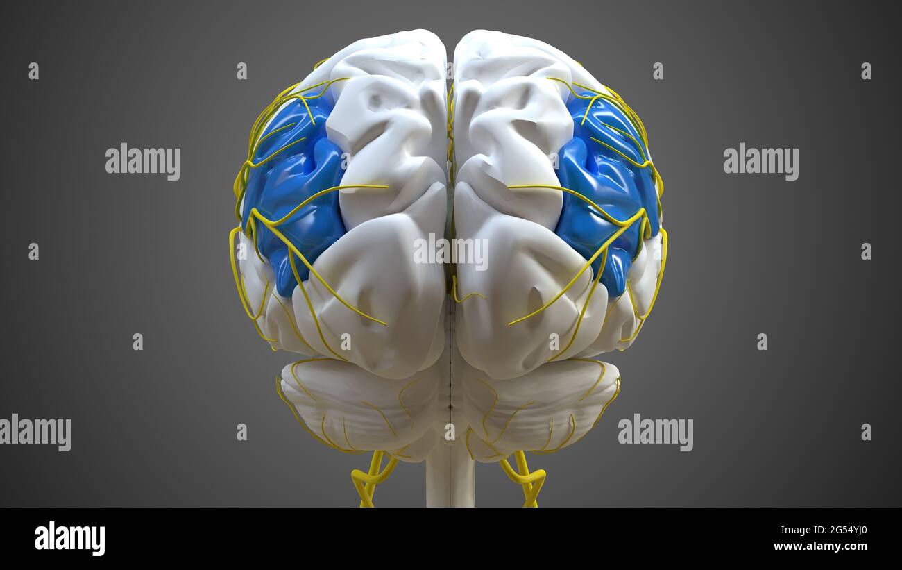 Brain angular gyrus Anatomy For Medical Concept 3D Illustration Stock ...