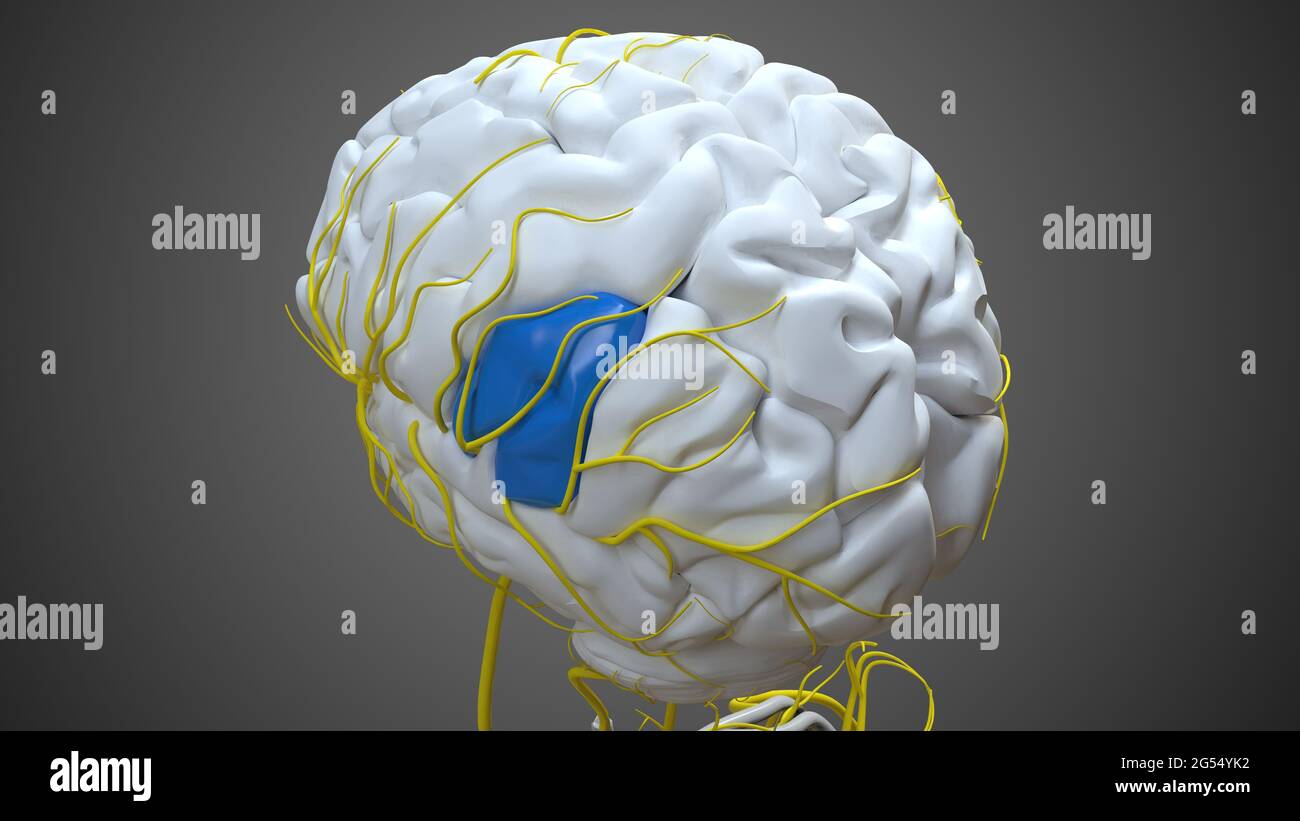 Brain supramarginal gyrus Anatomy For Medical Concept 3D Illustration ...
