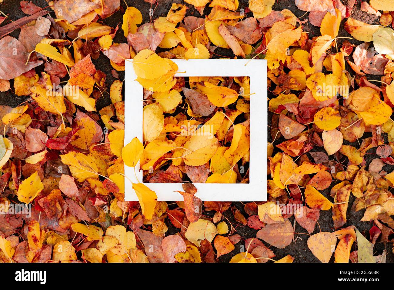 a square white frame on top of the autumn fallen yellow and red leaves ...
