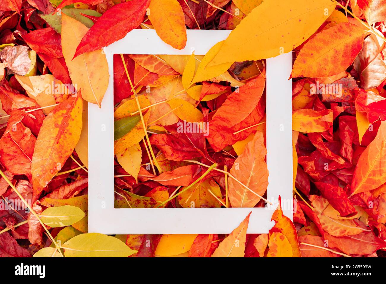 a square white frame on top of the autumn fallen yellow and red leaves ...