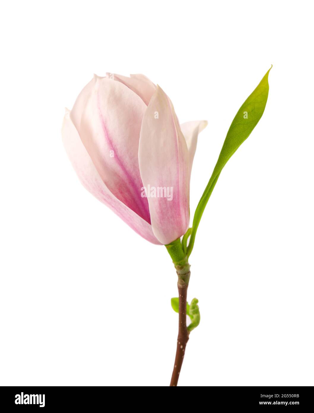 Magnolia grandiflora bloom Cut Out Stock Images & Pictures - Alamy