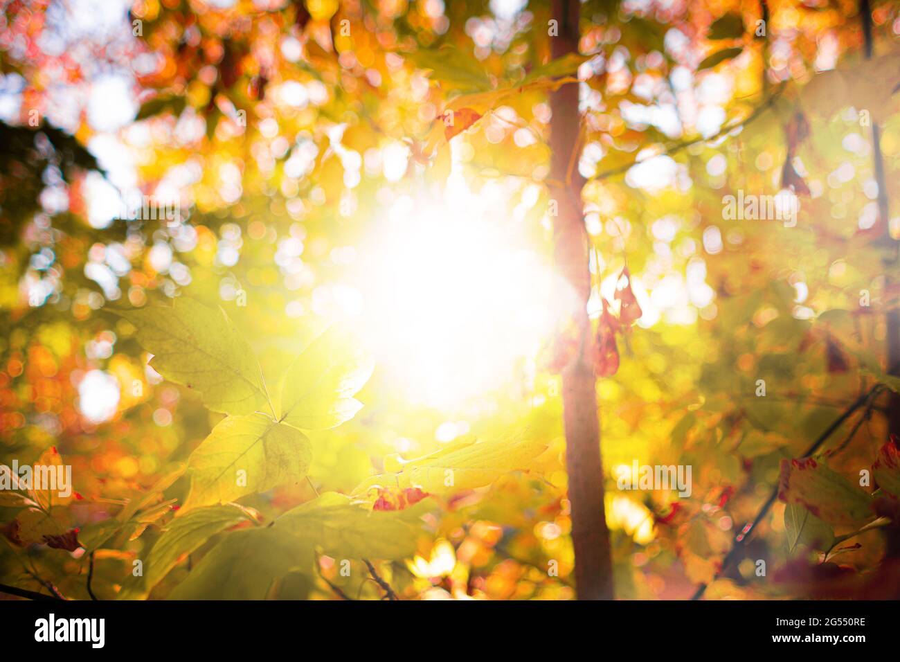 gorgeous sunbeam through the autumn tree leaves branches in the forest ...