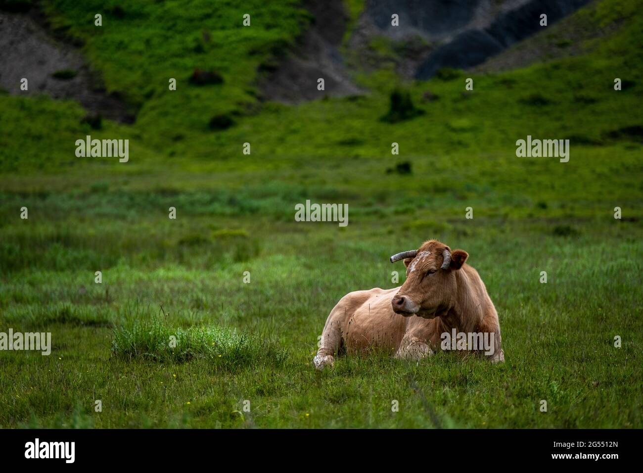 Greek rural landscape with free range cattle grazing in a pasture. Cows ...