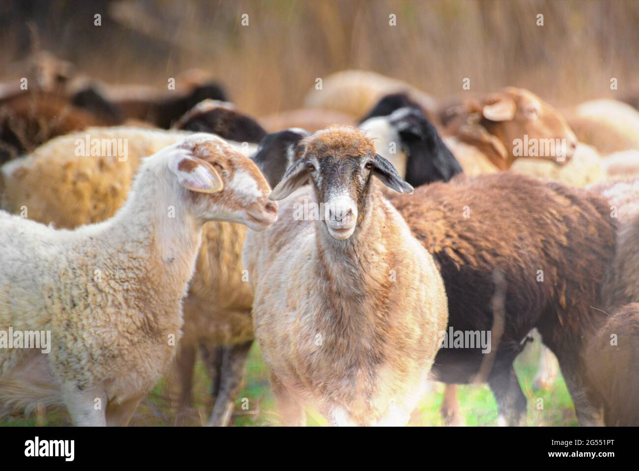 big herd of multi color sheeps graze in the mountain field Stock Photo ...